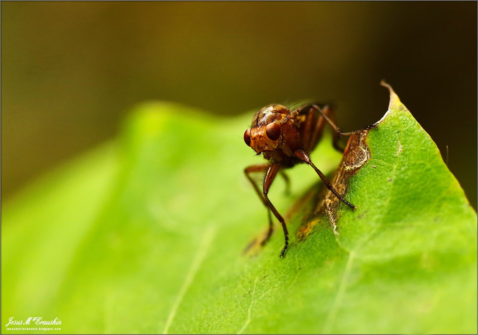 Blog de Jesus Mari Erauskin: Fotografías compartidas en el mes de marzo.