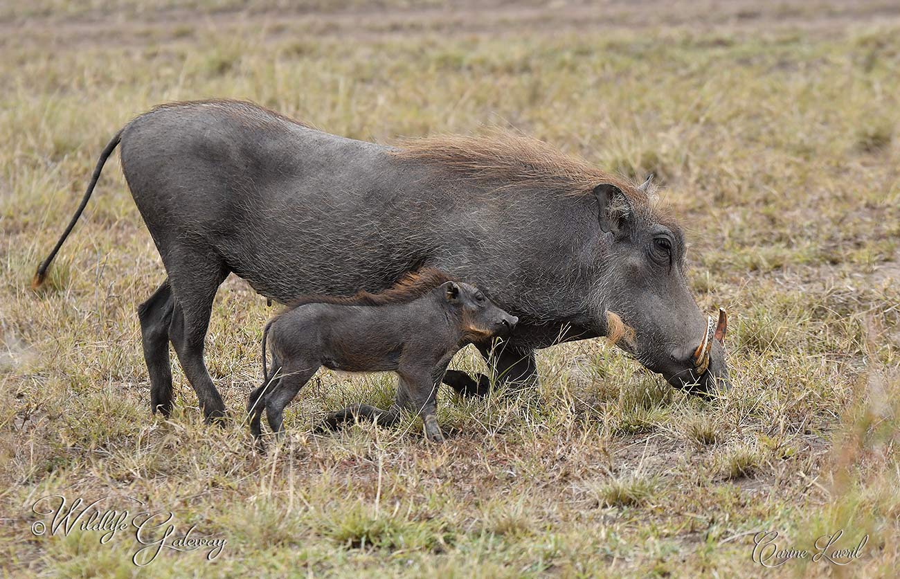 WILDLIFE GATEWAY: Le phacochère, un mal aimé...