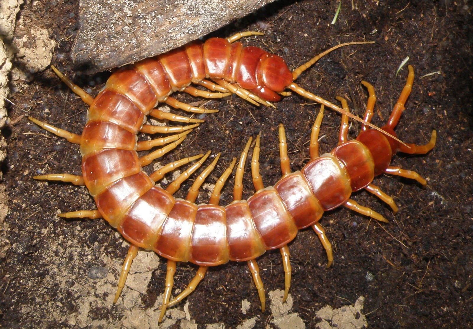 el moderno prometeo: Artrópodos: clase Myriapoda (Miriápodos).