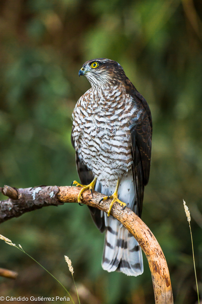 GAVILAN COMUN - Accipiter Nisus | Observatorio de la Naturaleza