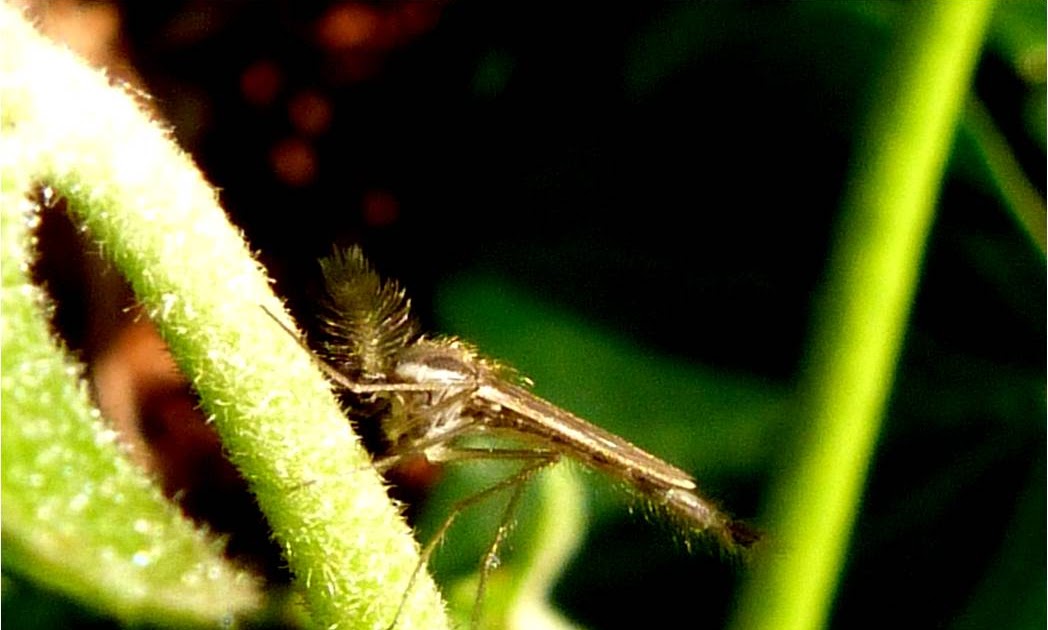 Insects of Scotland: Mosquitoes/Midges/Horseflies