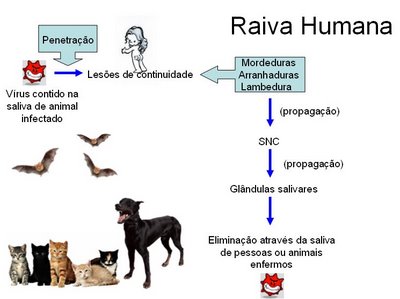 MULHER COM SUSPEITA DE RAIVA HUMANA CONTRAÍDA POR MORDIDA DE GATO MORRE ...
