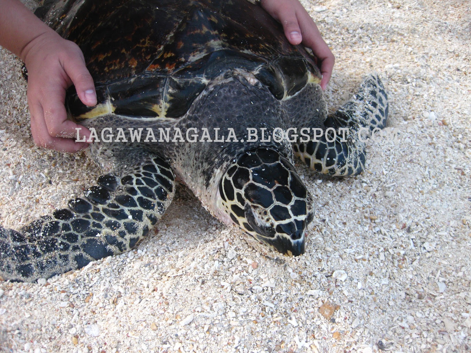 LAGAWAN: Alubihod, Guimaras : Weekend Getaway