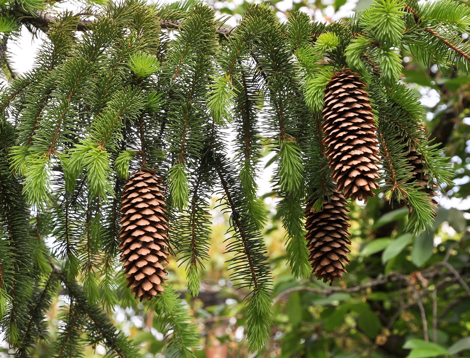 Trees Planet: Picea abies - Norway Spruce