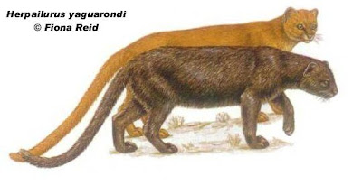 Argentina nativa: Yaguarundí (Puma yagouaroundi)