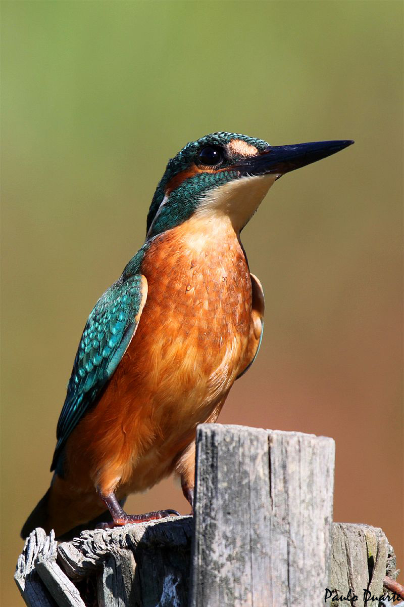 A arte de debicar: Um outro amigo simpático, o Guarda-rios!