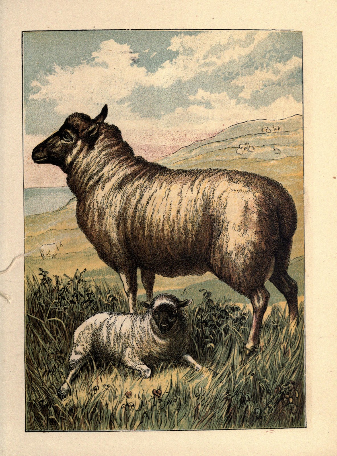 Vintage Ephemera: Colored Plate, Sheep, 1870