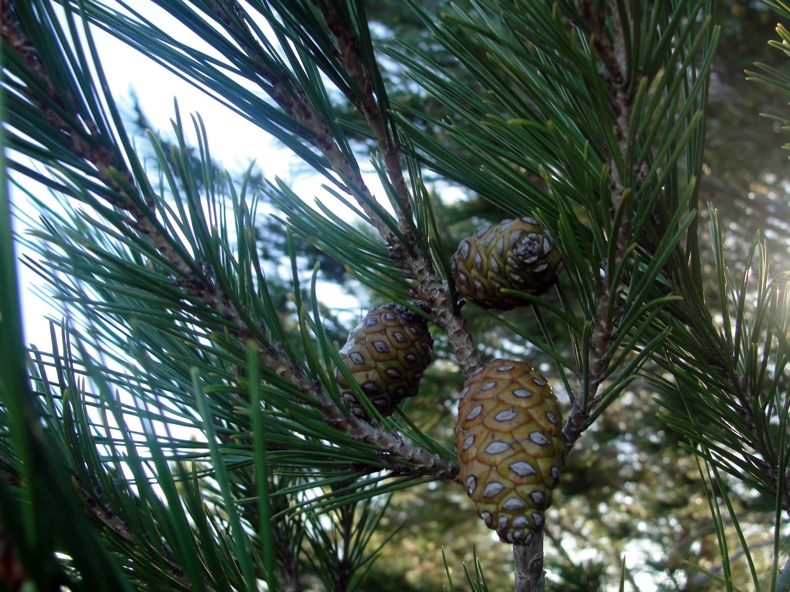 imatges de menorca: PI BLANC (Pinus halepensis Miller) MENORCA