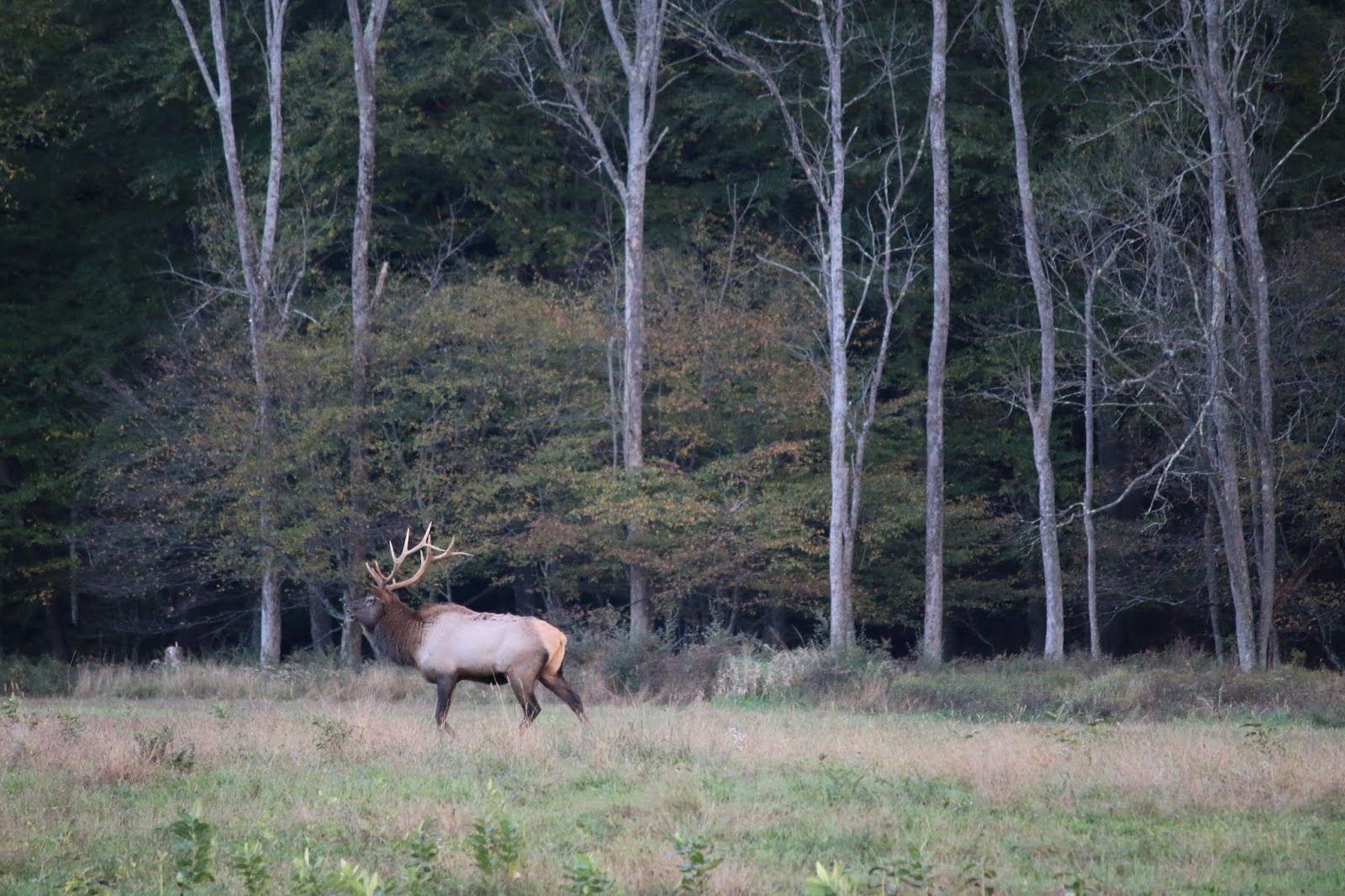 More Autumn Elk Watching in Pennsylvania | Interesting Pennsylvania and ...