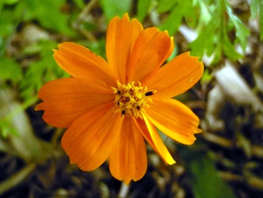 Marco Imagens Grátis: flores de junho 20
