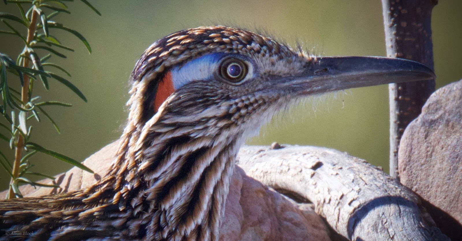 Feather Tailed Stories: Greater Roadrunner