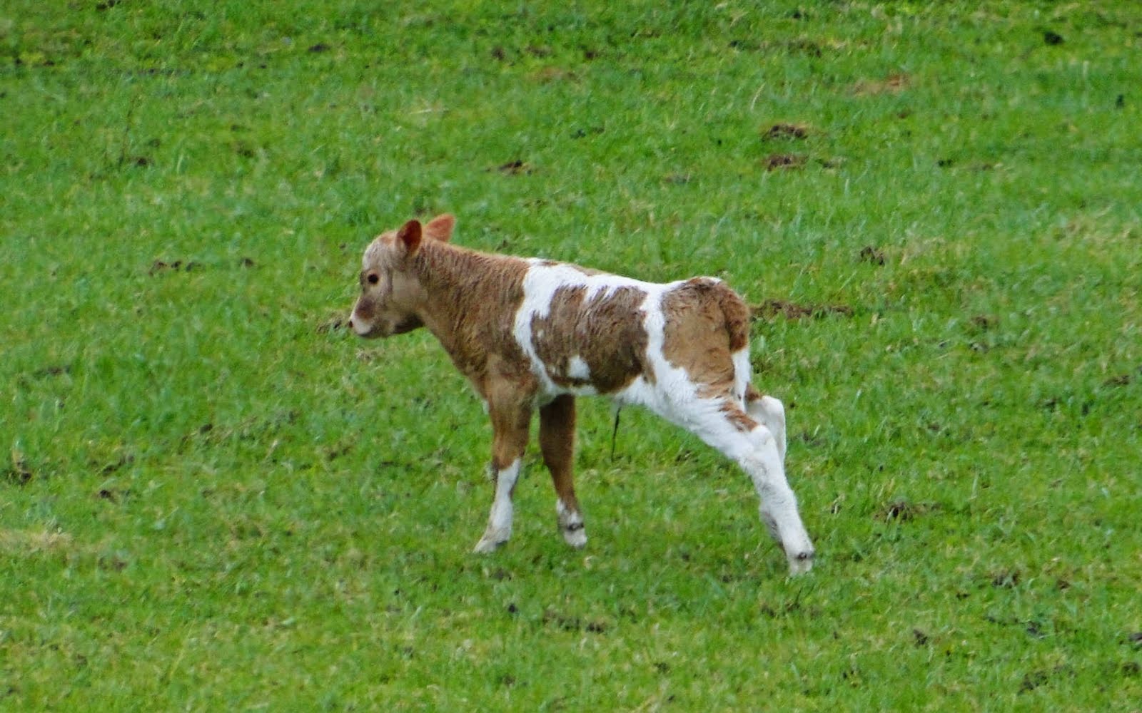 Newborn Calf