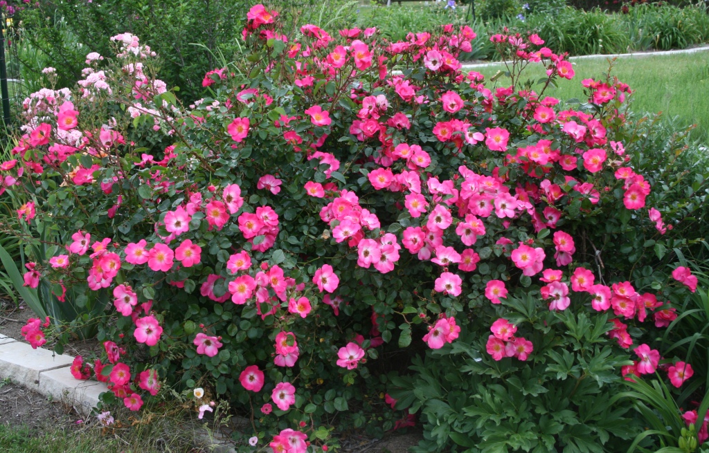 Garden Musings: Chuckles for Joy