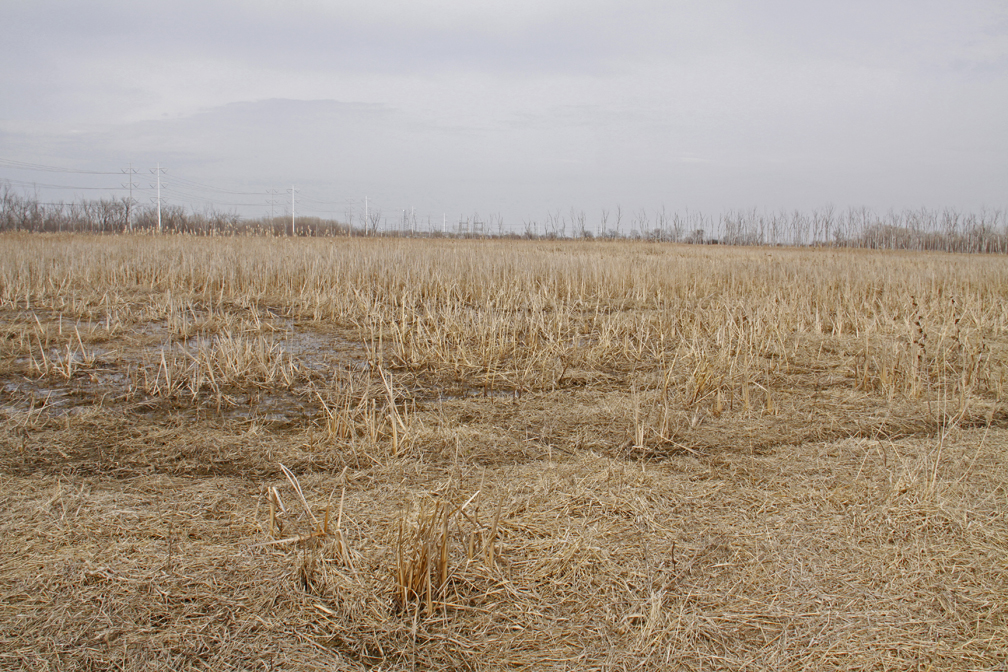 Garnie McEwen Photography: Ranger's Marsh 4-6-2013