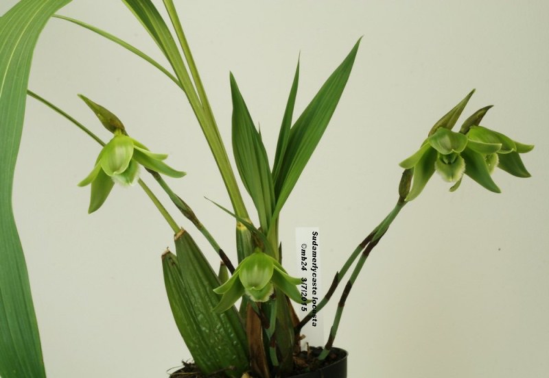 Sudamerlycaste locusta care and culture | Travaldo's blog