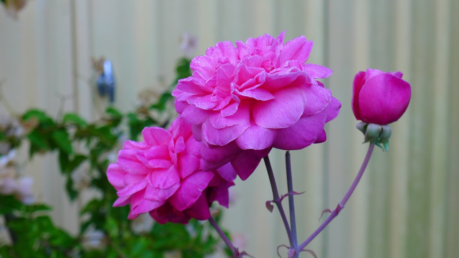 Lavender and Vanilla; Friends of the Gardens: The merry month of August ...