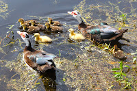 Pajama Penguin Productions: Creatures of Central Florida: Muscovy Duck