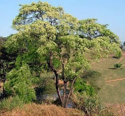 The Wooden Dimensions: Know Your Wood: Curupay