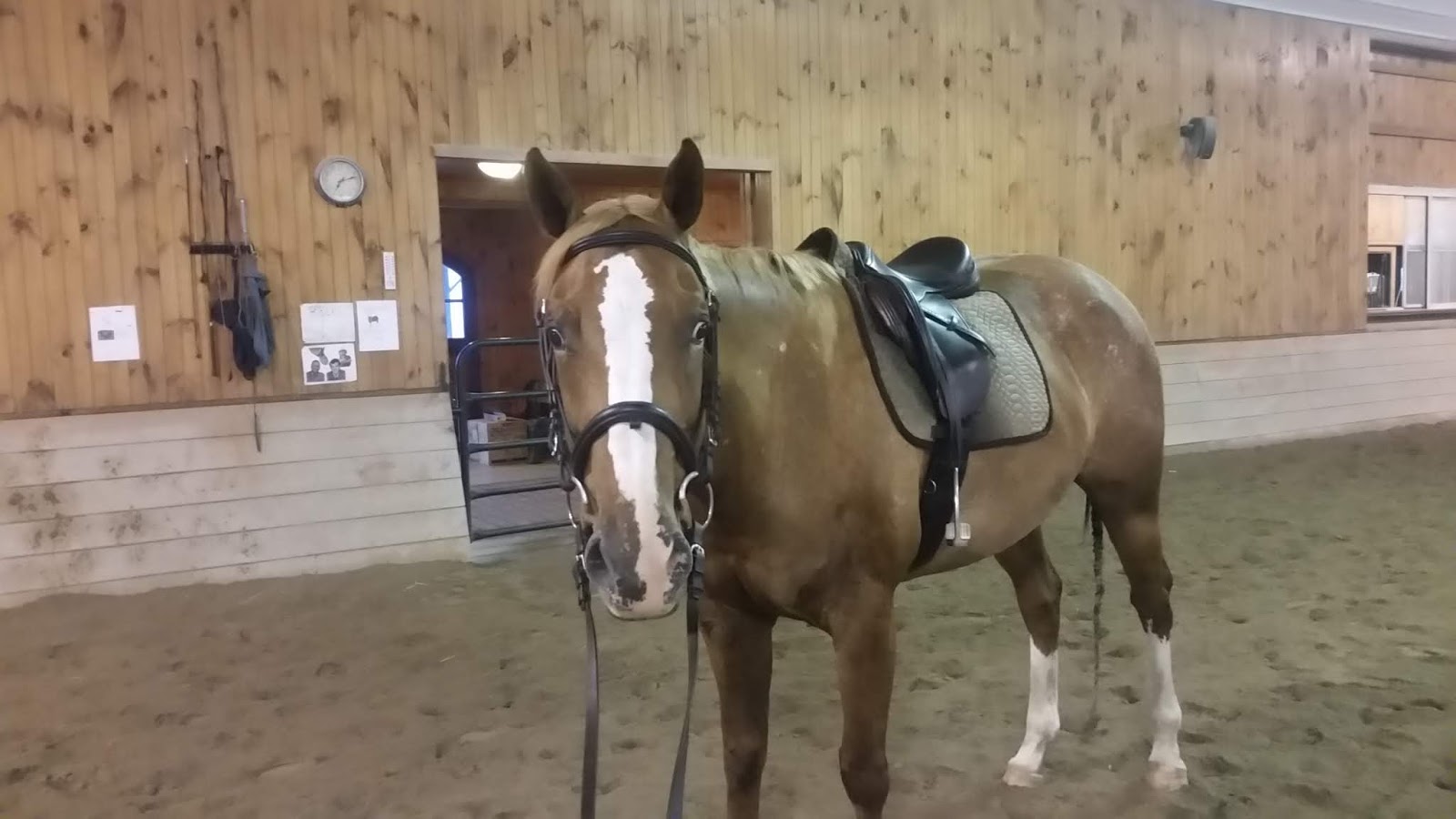 Apping it up: Prix Caprilli tests and show prep