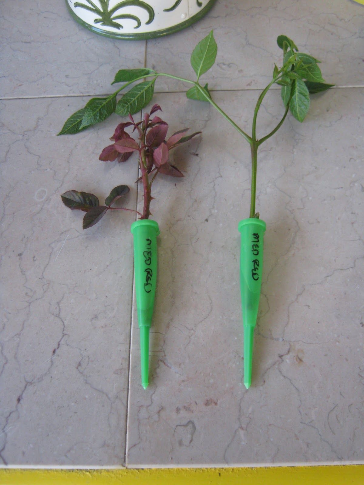 Mr. B's Garden: Propagating roses from cuttings