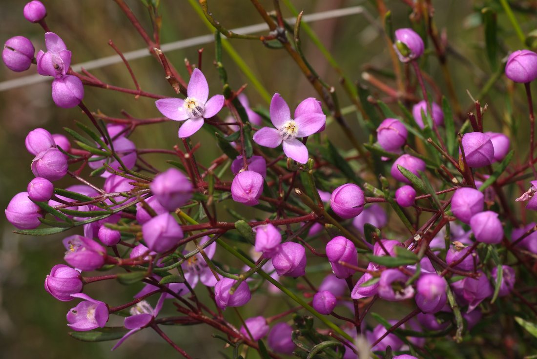 Beauty Of Flowers: Boronia
