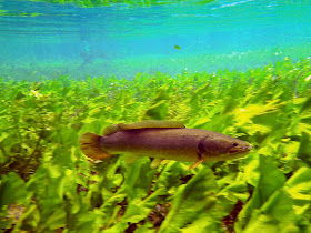 Real Monstrosities: Bowfin