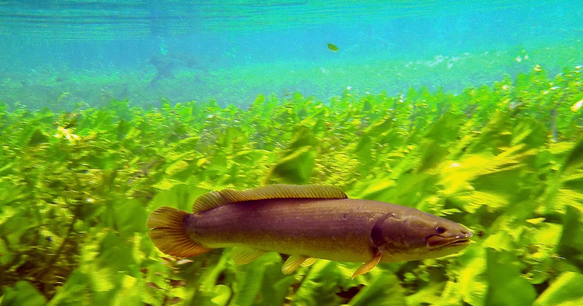 Real Monstrosities: Bowfin
