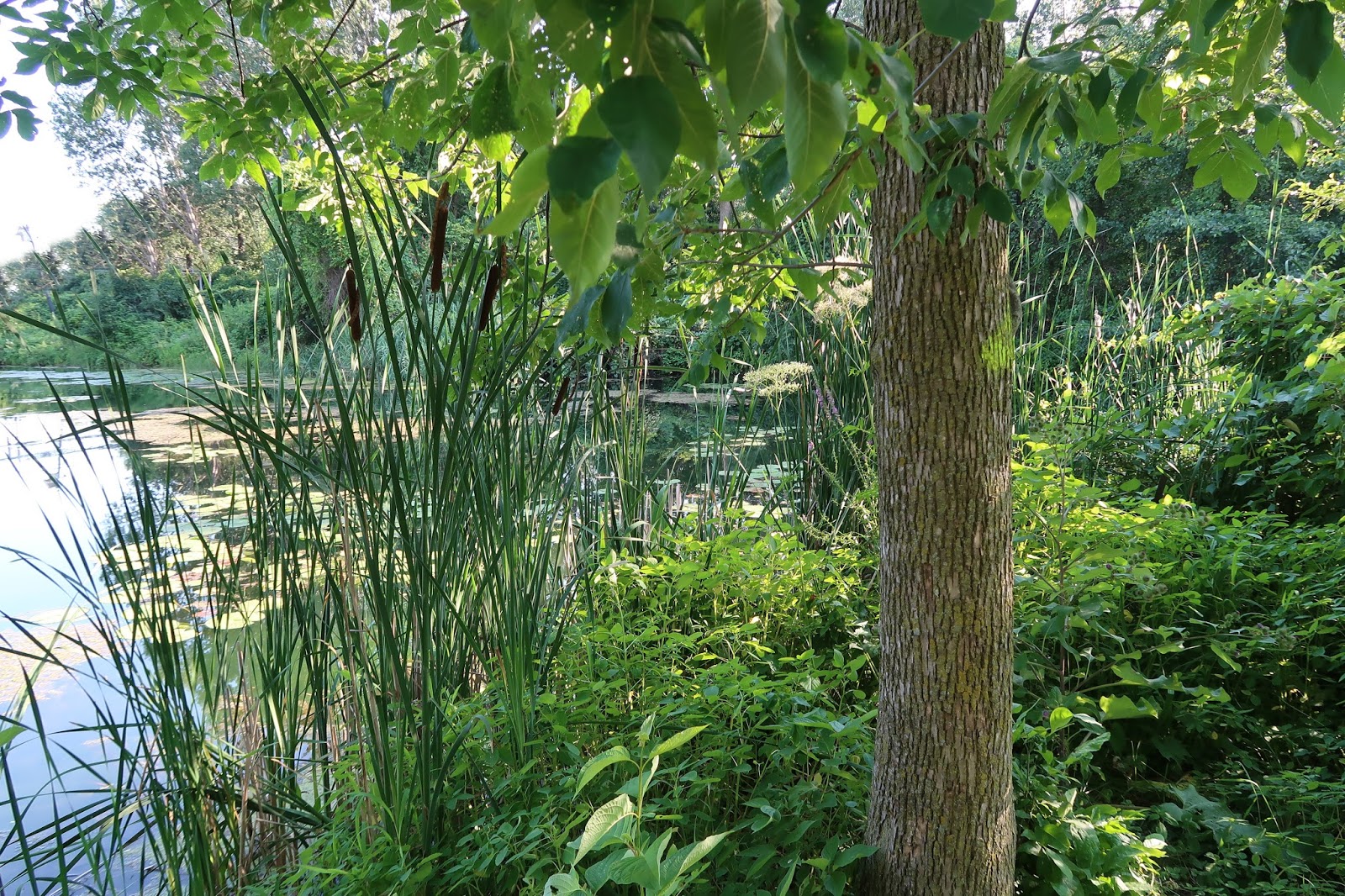 - POINTS OF VIEW _______________: THE MAGIC POND AT THE COTTAGE - 2017