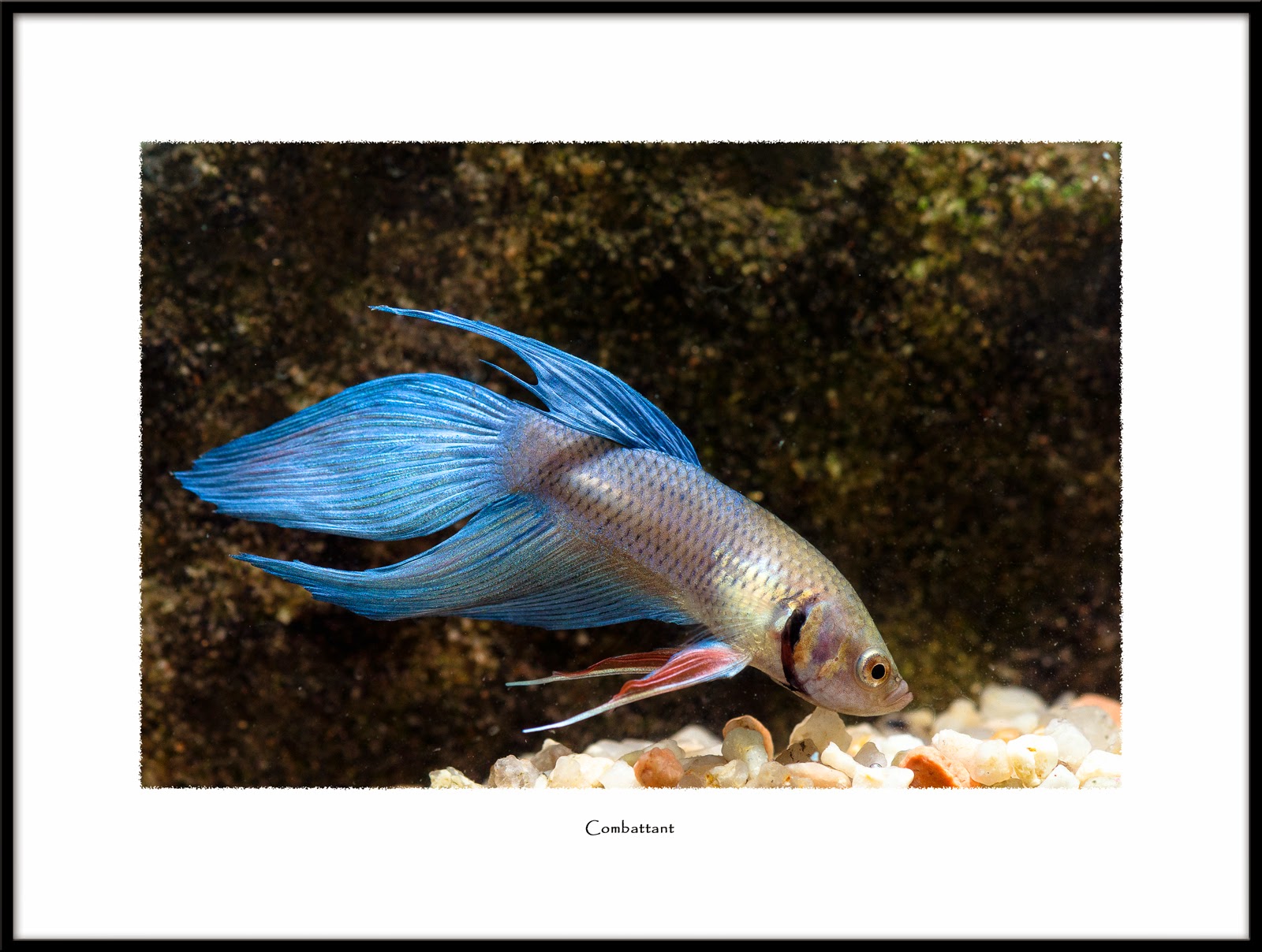 Observations Numériques: Combattant du Siam