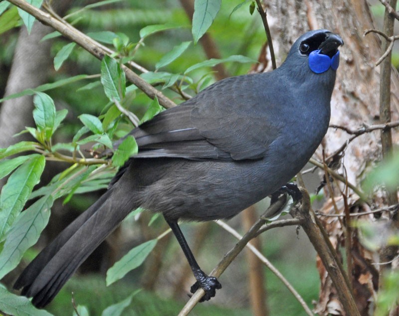 Dianne's Loom Talk: Kokako scarves