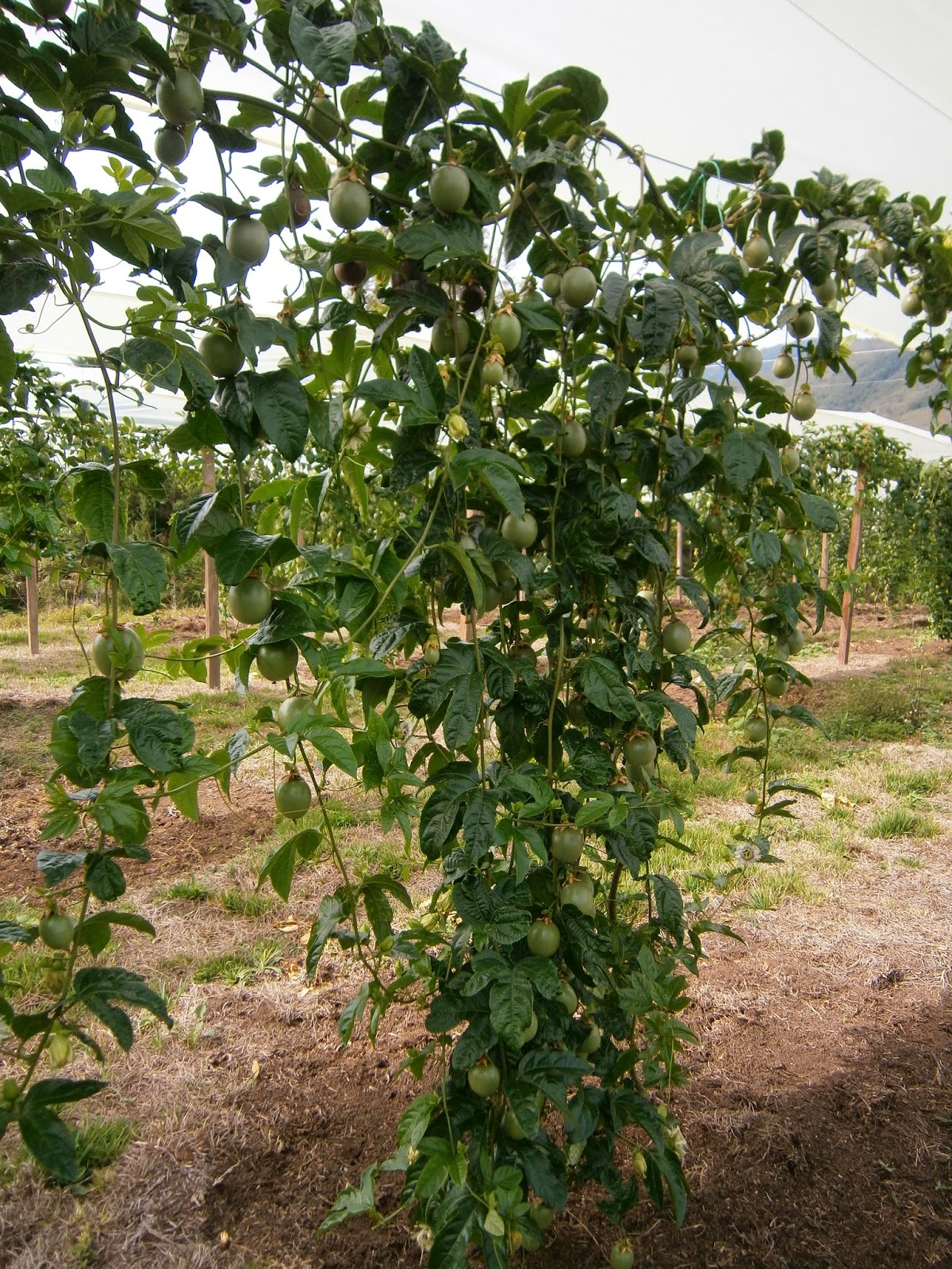 EL CULTIVO DE LA GULUPA EN EL MUNICIPIO DE URRAO: 2014