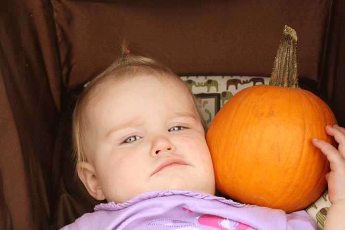 Gal in the Middle: Pumpkins, Cows, Straw and Corn, Oh My