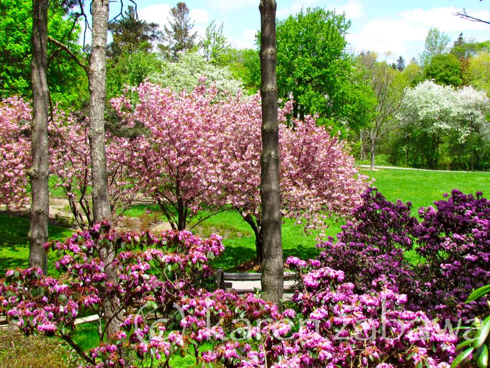 Brueckner Rhododendron Gardens: Japanese Cherries, Apple Trees, Redbuds ...