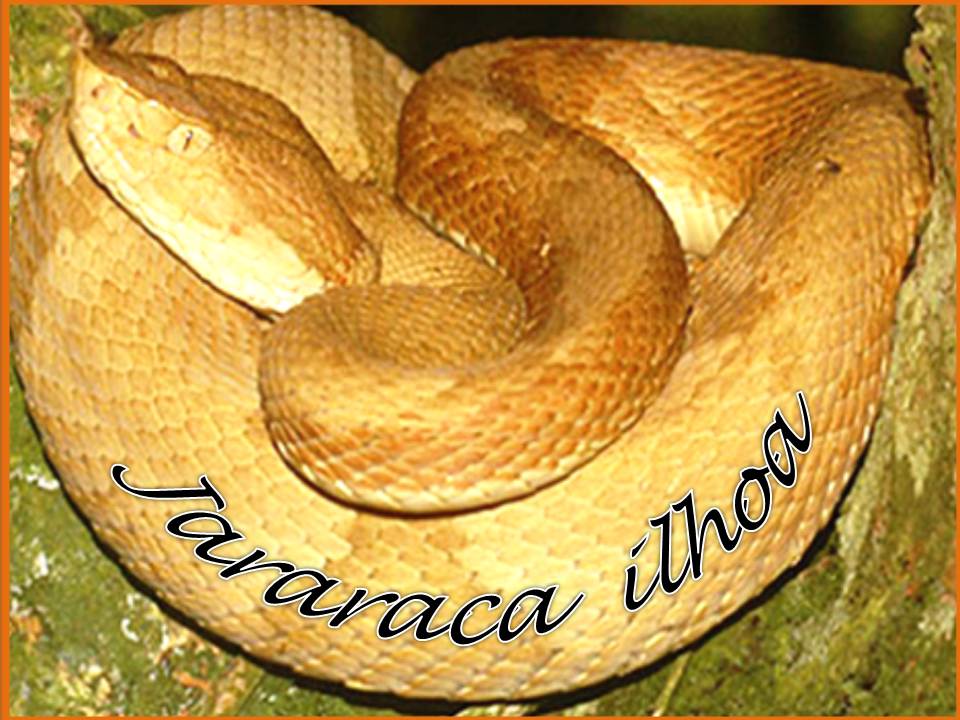 Blog CD Jayme: ILHAS DAS JARARACAS