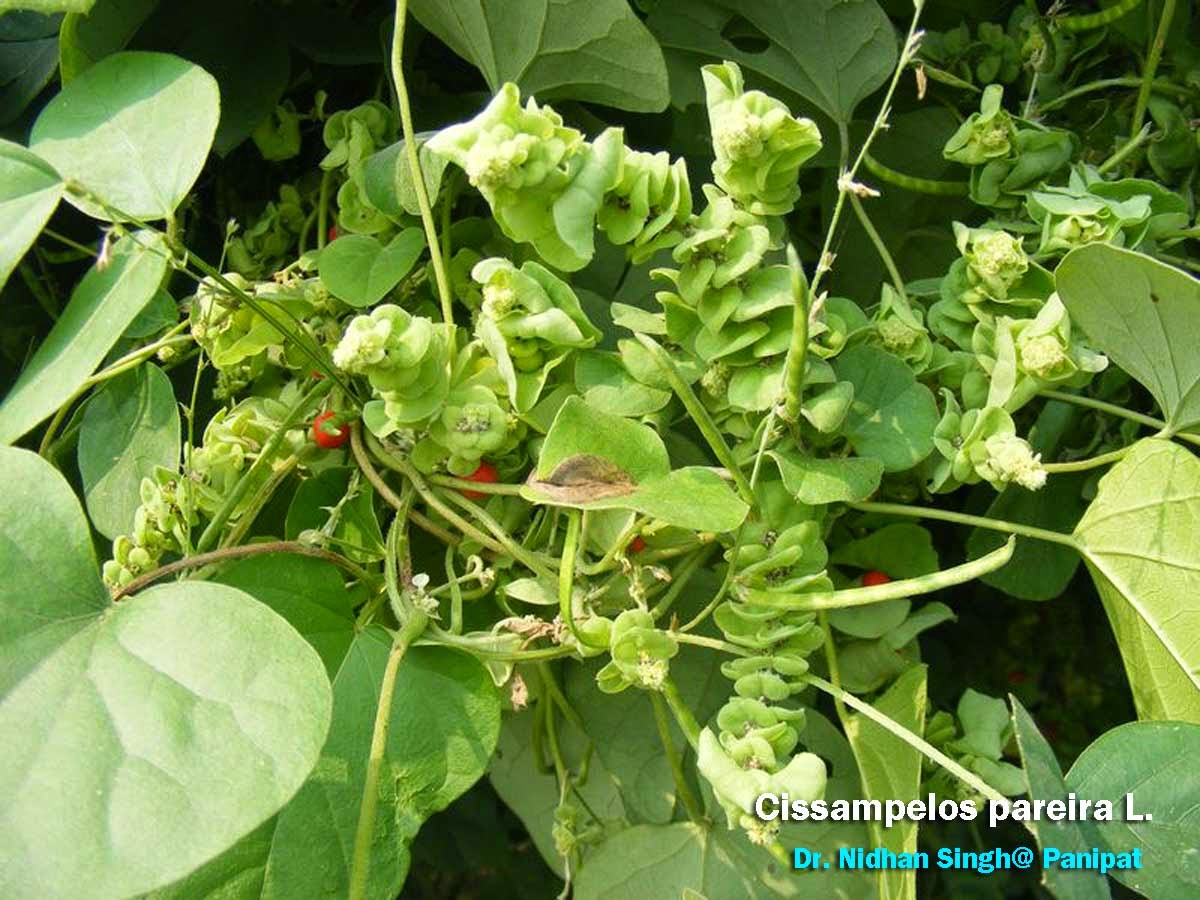 Medicinal Plants: Cissampelos pareira