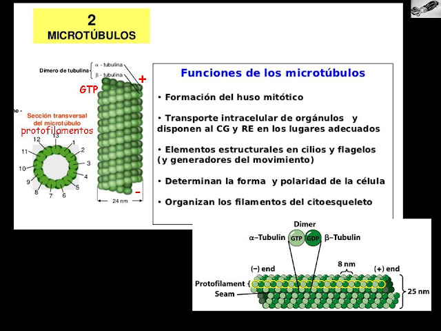 ...y la vida evolucionó: Citoesqueleto: microtúbulos-9/15