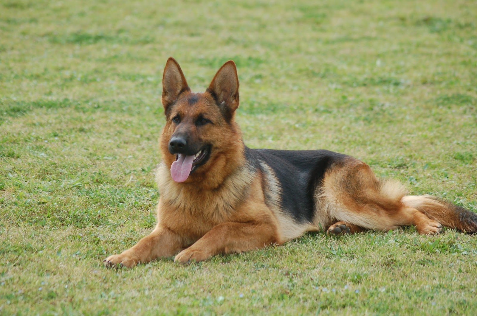 Razas de Perro: Pastor Aleman