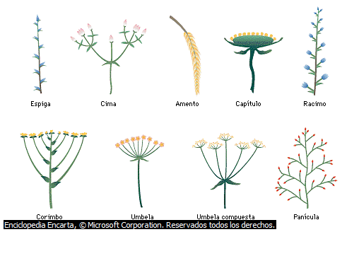 cienciasiteipa2011: LAB. Biología. Octavo.Laboratorio 01.