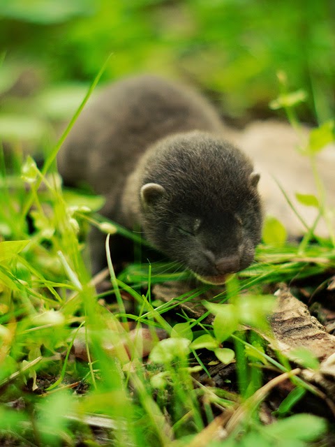 Critter Sitter's Blog: Fisher Cat Photos
