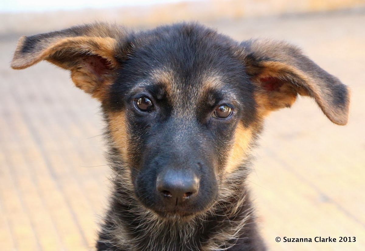 THE VIEW FROM FEZ: German Shepherds for Adoption in Fez