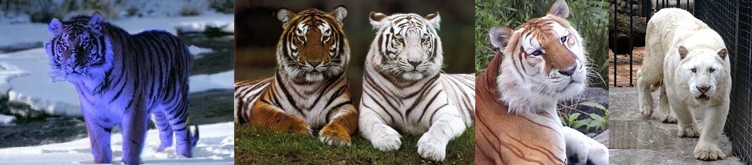 Mundo Oculto: El tigre azul