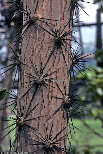 American voyages: Our Most Widespread and Adaptable Plants