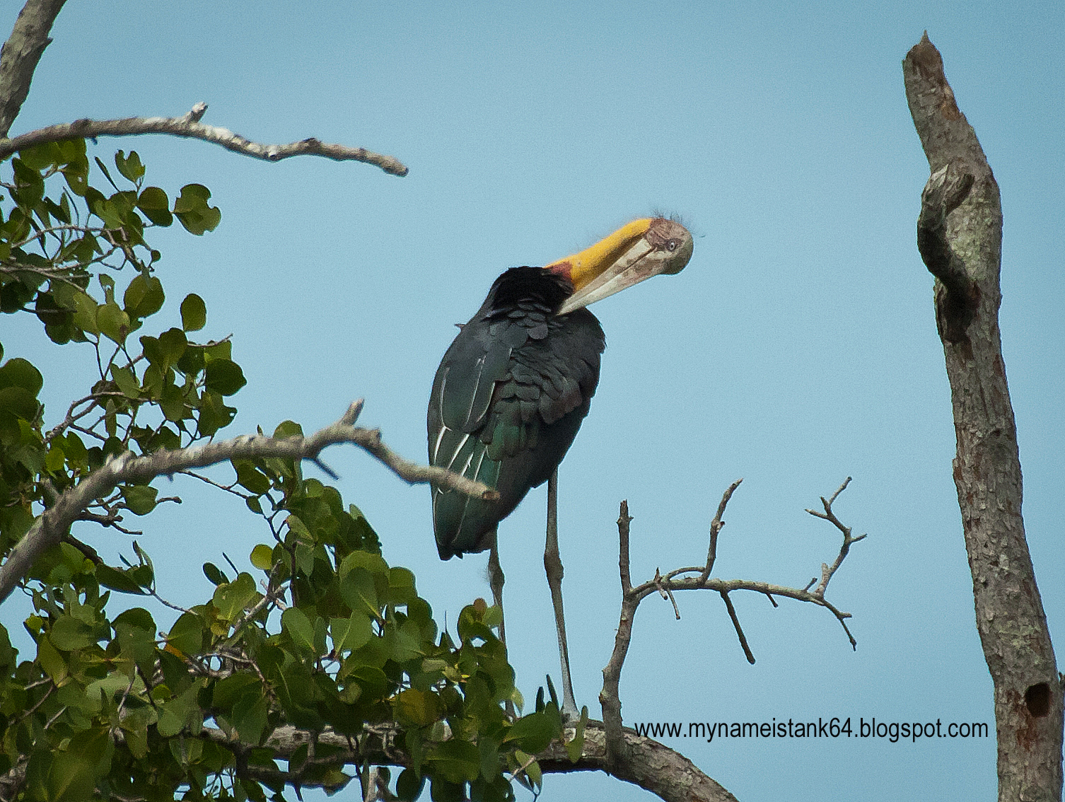 Birds of Malaysia @ mynameistank64: 100 minutes @ Kukup Island National ...