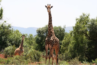 Kwa Mmatau Wildlife Reserve