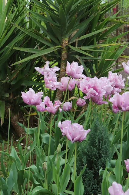 Souped-up Garden: Pairing Roses With Ivy; Plus Lilies Of The Valley ...