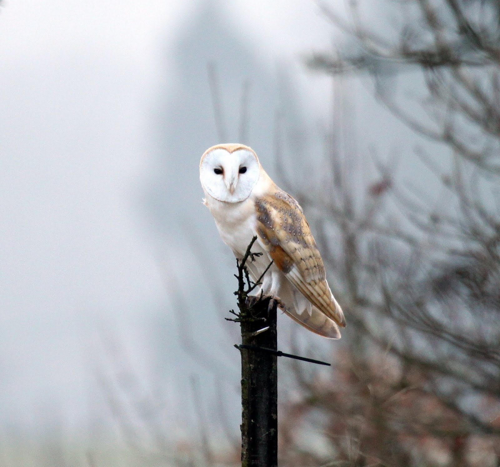 750 best Barn Owl images on Pholder | Pics, Owls and Aww