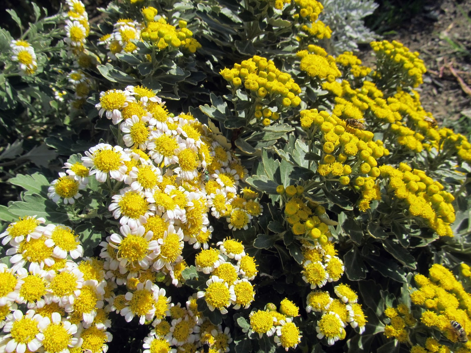 Cittaslow Botanik Park: AJANYA ÇİÇEĞİ ( Ajania pacifica )