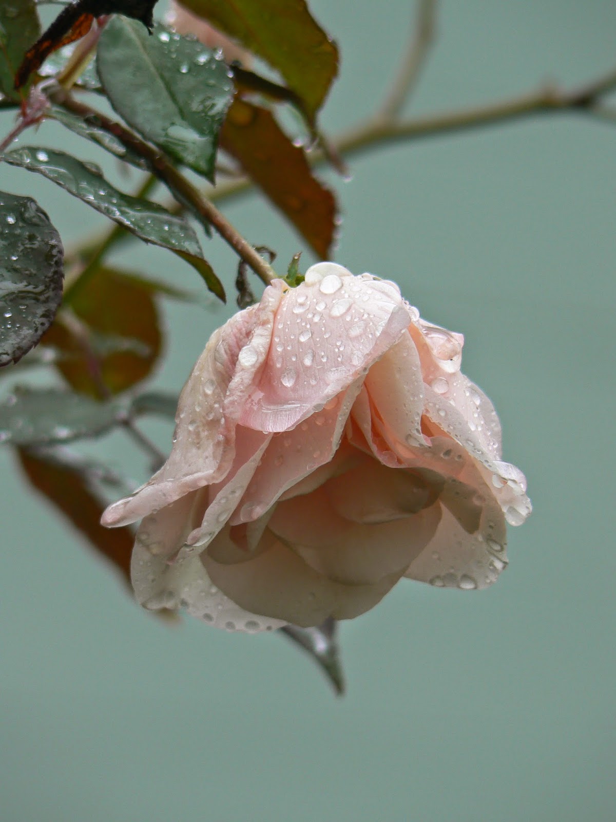 My Crazy Quilt Life: Wordless Wednesday - Raindrops