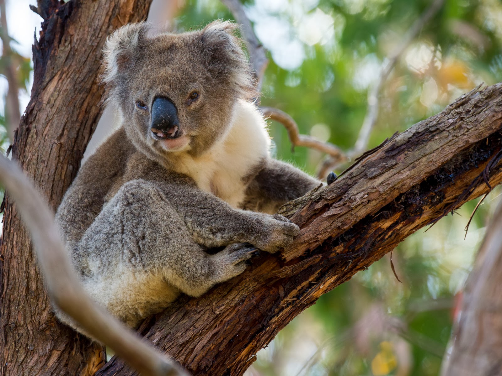 There was a KOALA at school!!! A KOALA at school!!!!!