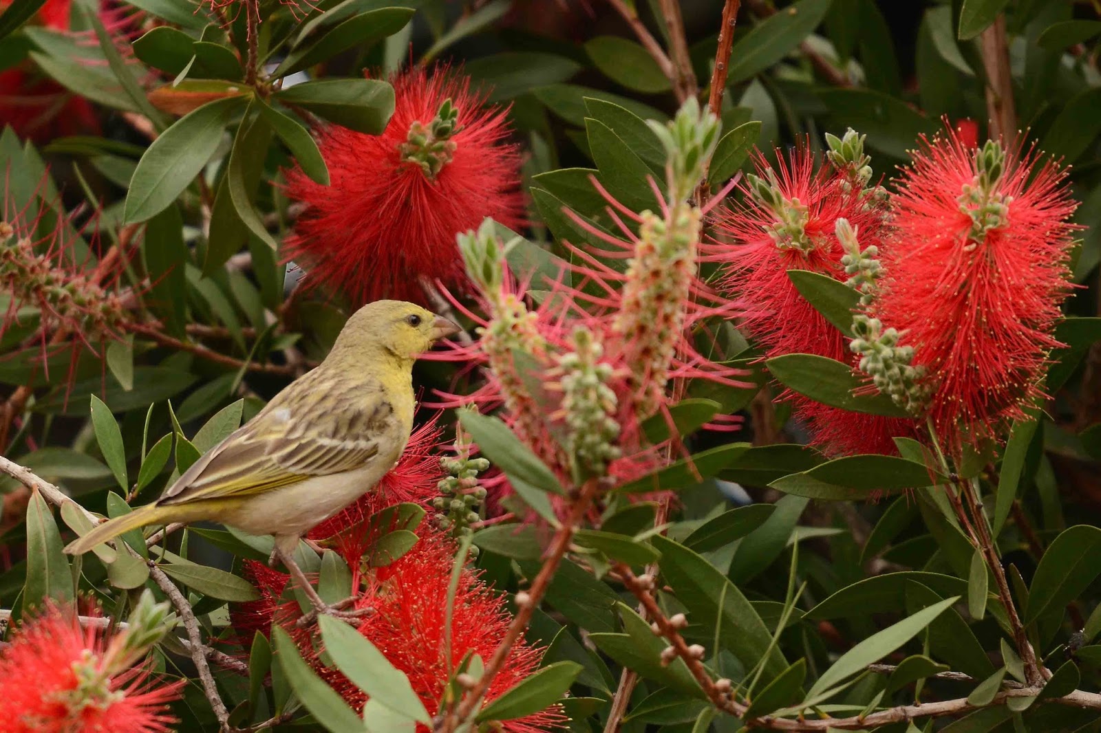John van der Graaf: november 2017